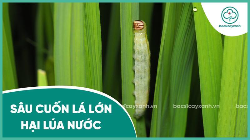 Biểu hiện và cách phòng trừ sâu cuốn lá lớn hại lúa hiệu quả nhất