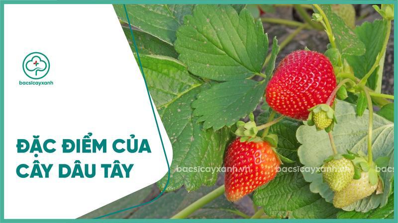 Tổng quan về cây dâu tây