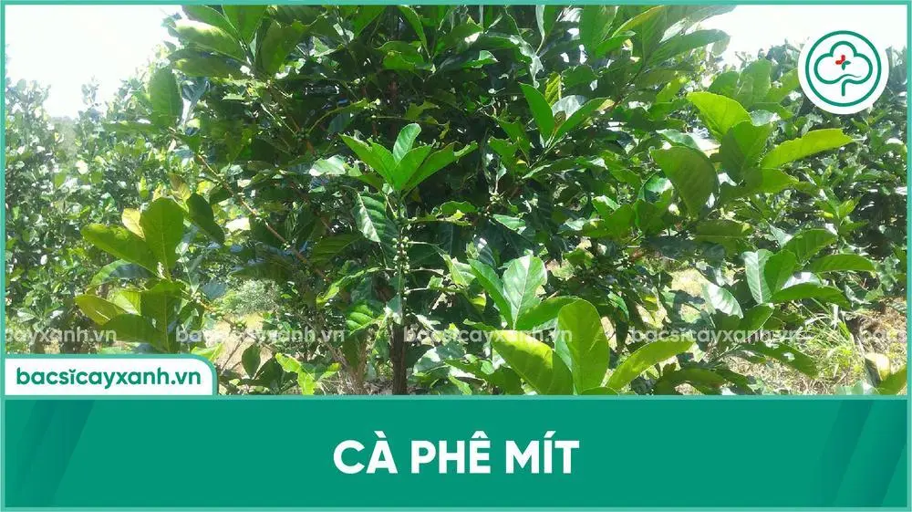 Hướng dẫn kỹ thuật chọn giống cây cà phê cho hiệu quả kinh tế cao