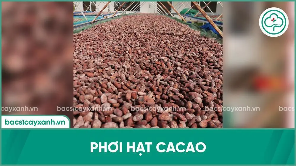 Hướng dẫn cách thu hoạch cacao và lên men hạt