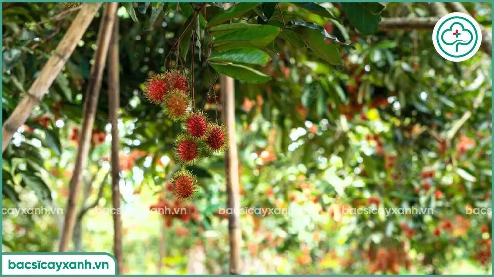 Chi tiết cách làm đất trồng chôm chôm