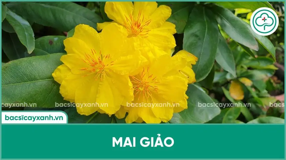 Hướng dẫn kỹ thuật chọn giống hoa mai chuẩn nhất hiện nay