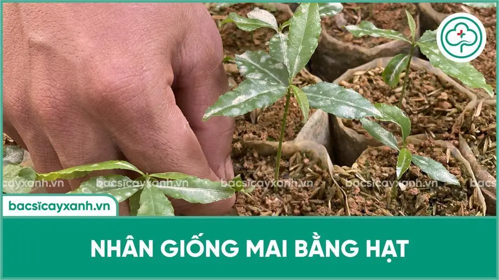 Hướng dẫn cách nhân giống mai đơn giản dễ thực hiện