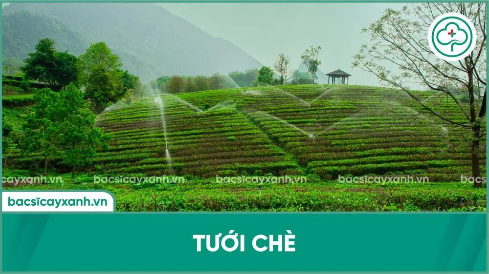 Kỹ thuật chăm sóc và bón phân cây chè thời kỳ kinh doanh
