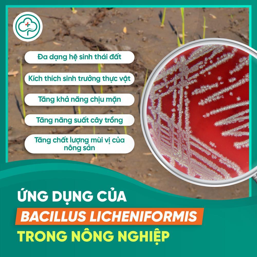 Bacillus là gì ? Tìm hiểu ngay ứng dụng của Bacillus trong nông nghiệp