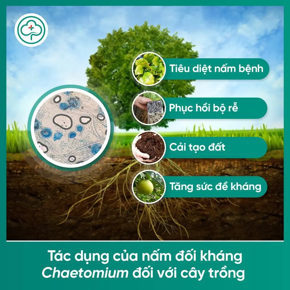 Nấm Chaetomium - Giải pháp sinh học trị nấm bệnh cây trồng