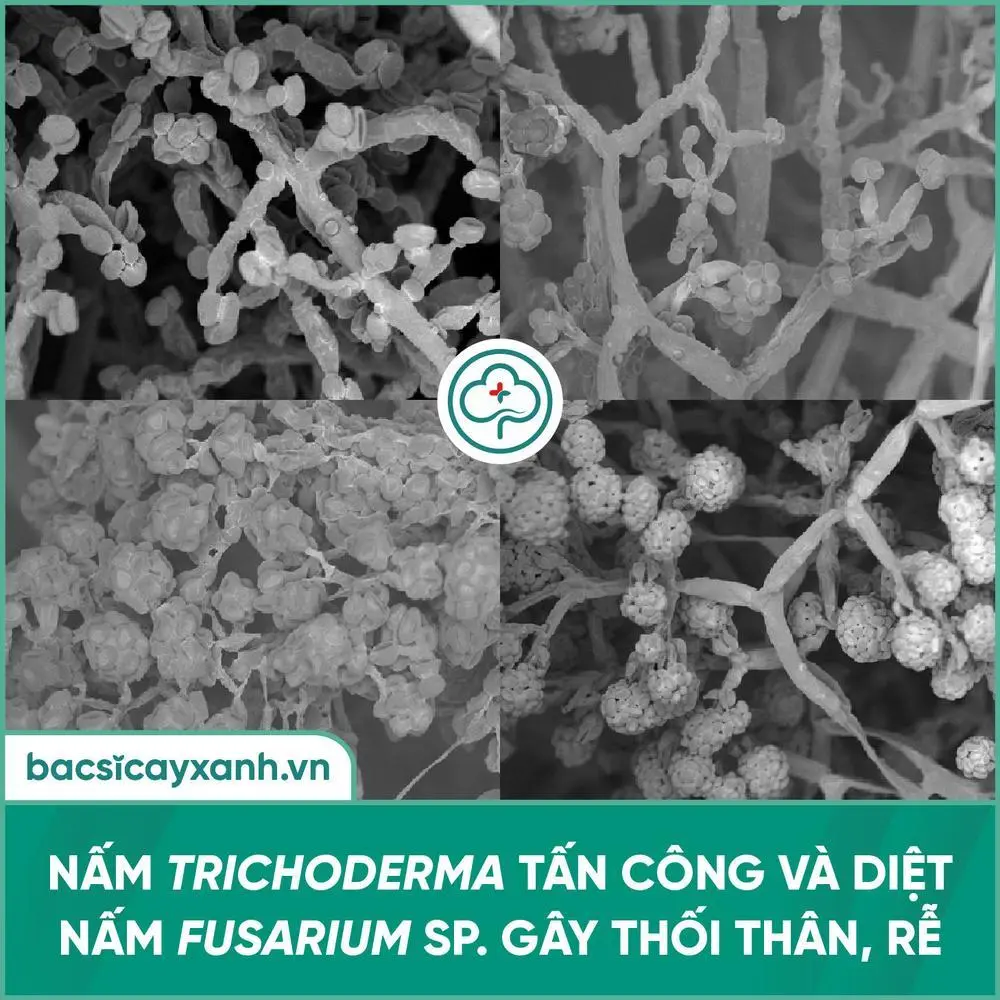 Nấm Trichoderma có tác dụng gì? Cách sử dụng trong nông nghiệp