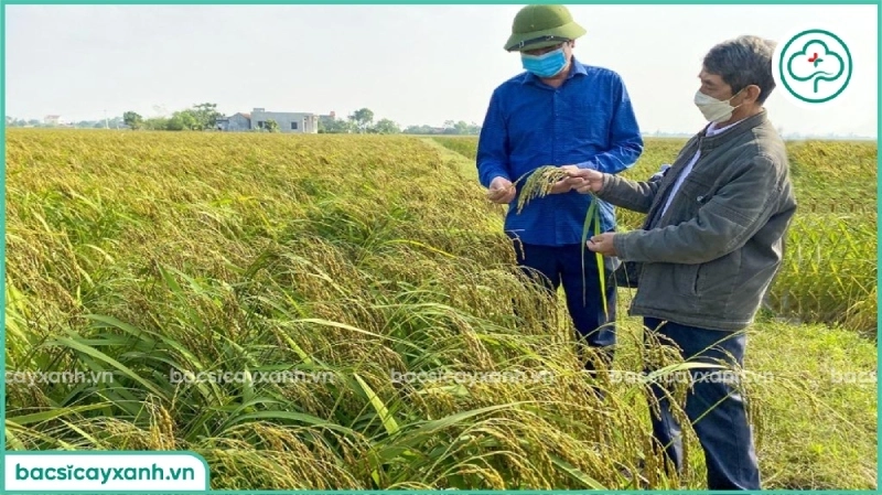Mô hình trồng lúa hữu cơ hiệu quả kép cho người nông dân
