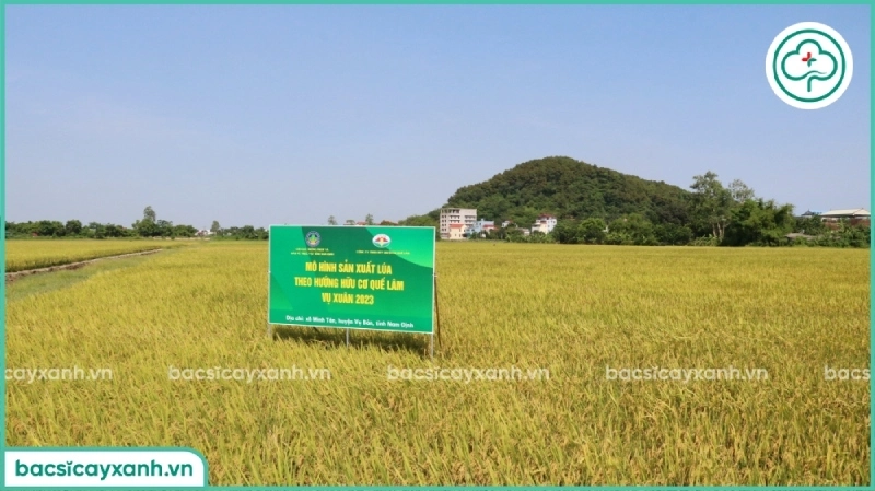 Mô hình trồng lúa hữu cơ hiệu quả kép cho người nông dân