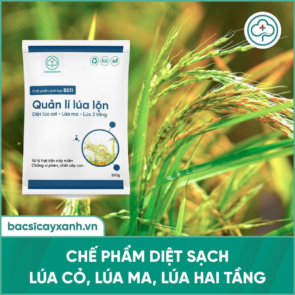 [Giải pháp] Cách diệt trừ lúa lộn, lúa ma, lúa hai tầng dễ dàng với chế ...