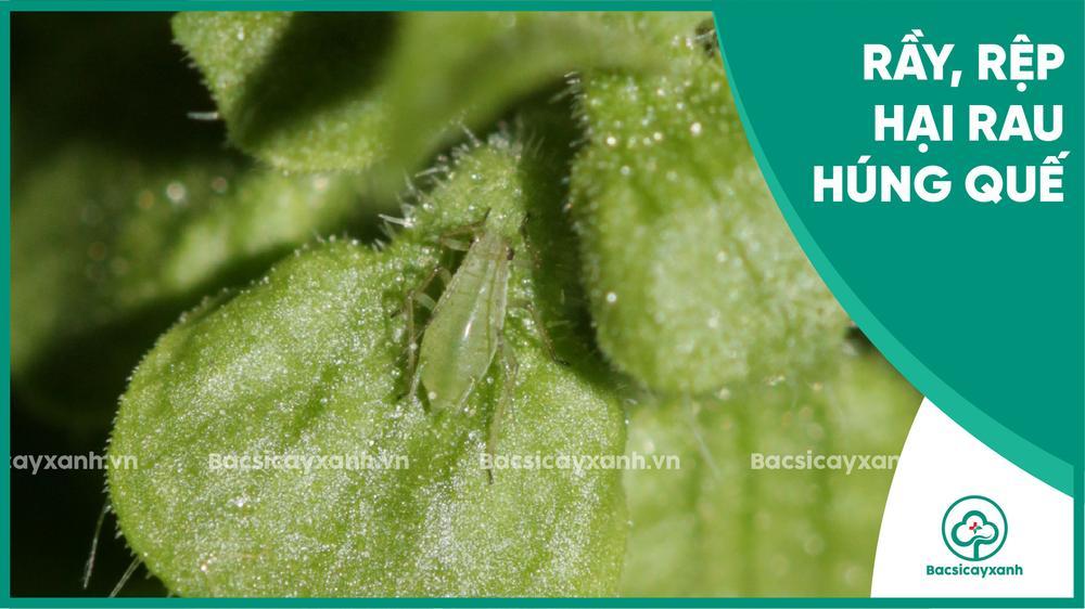Tiêu diệt rầy rệp hại húng quế bằng chế phẩm sinh học