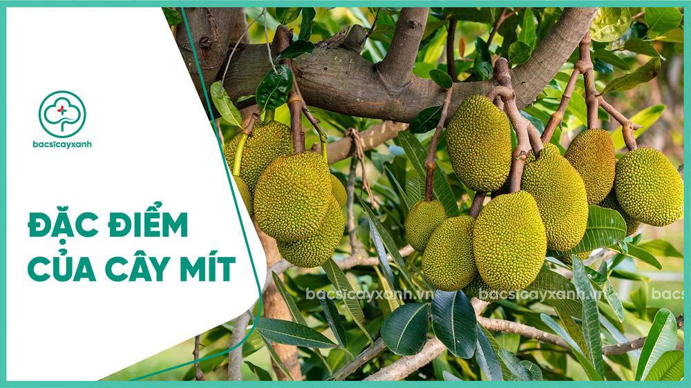 Tổng quan đặc điểm của cây mít