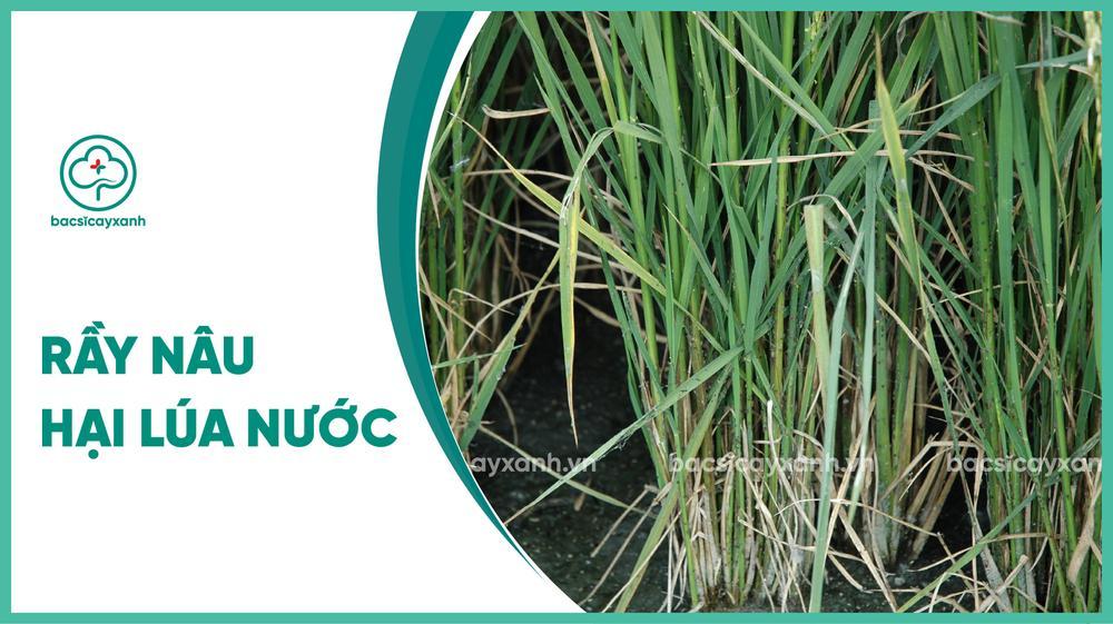 Biểu hiện và cách phòng trừ rầy nâu hại lúa hiệu quả nhất