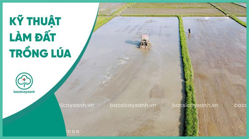 Hướng dẫn chi tiết kỹ thuật làm đất trồng lúa cho năng suất cao