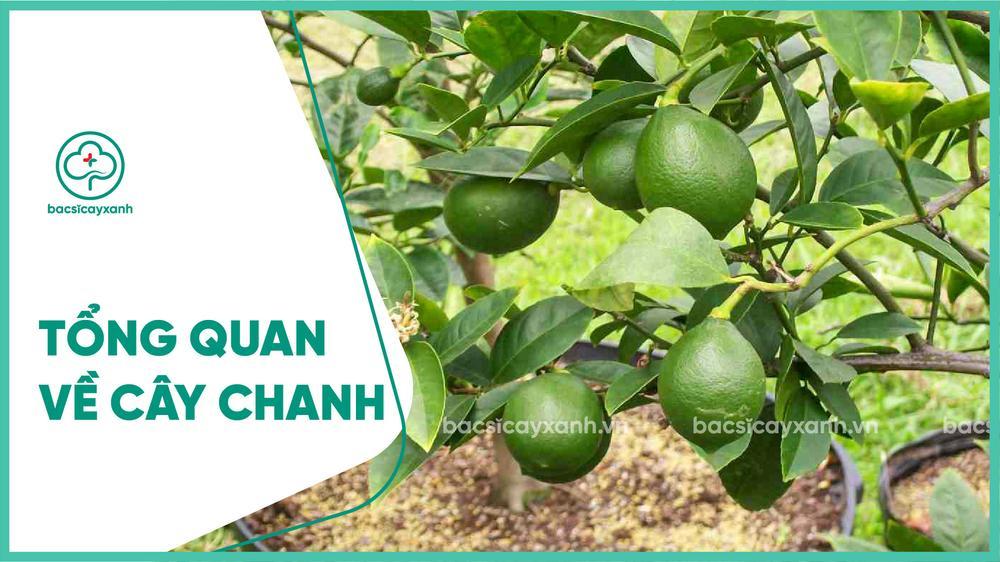 Đặc điểm sinh học của cây chanh