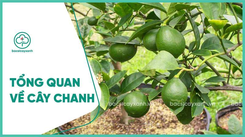 Đặc điểm sinh học của cây chanh