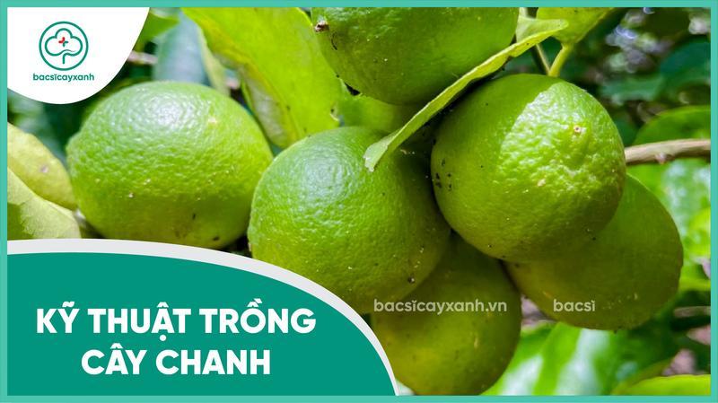 Bật mí kinh nghiệm trồng cây chanh
