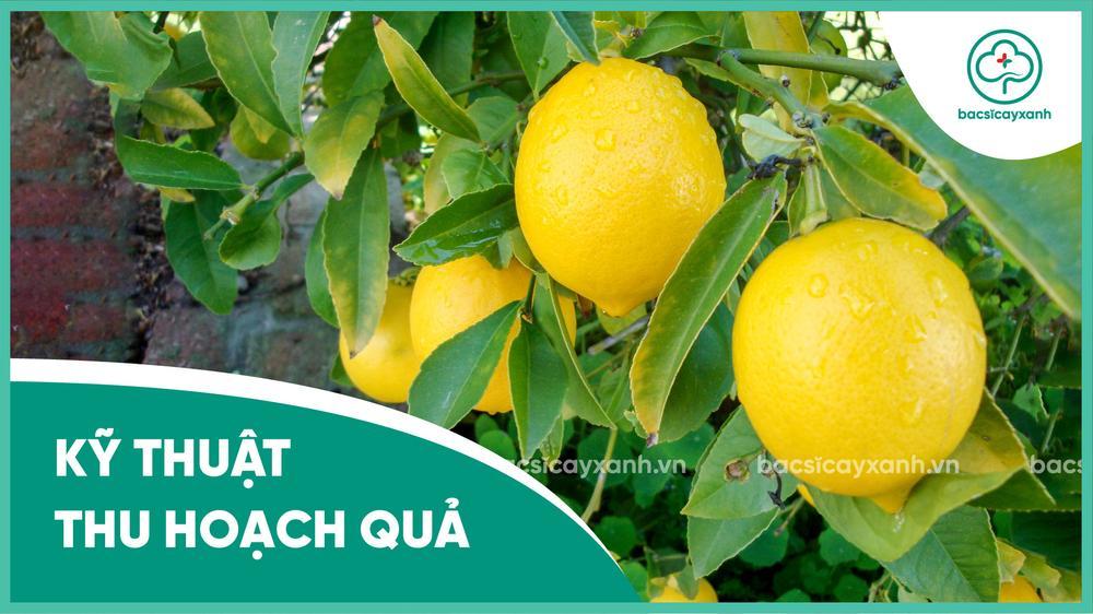 Bật mí kỹ thuật thu hoạch chanh đúng cách