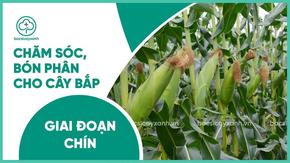 Hướng dẫn chăm sóc bắp ngô giai đoạn chín cho năng suất cao
