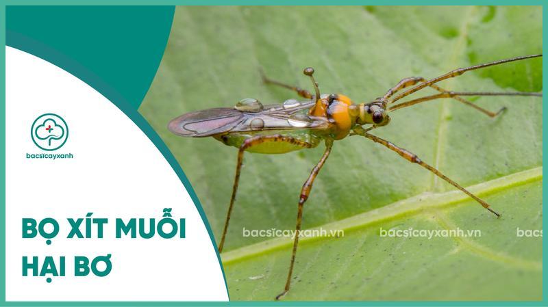 Cách phòng trừ bọ xít muỗi hại bơ bằng sinh học hiệu quả