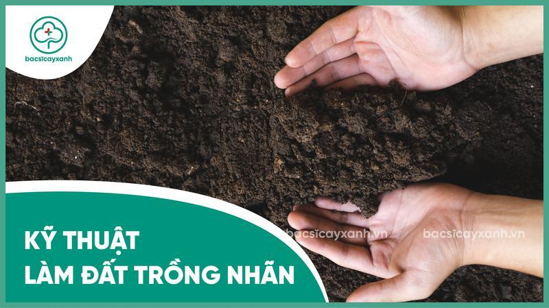 Kinh nghiệm làm đất trồng cây nhãn ít nấm bệnh