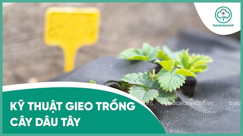 Kỹ thuật gieo trồng cây dâu tây