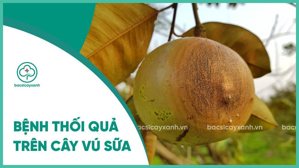 Cách xử lý bệnh thối trái trên cây vú sữa