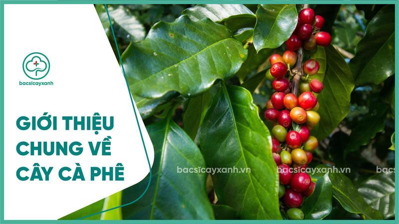 Tổng quan về cây cà phê