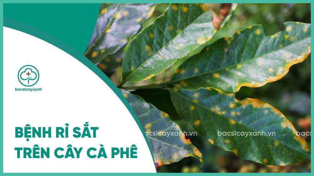 Cách phòng trừ bệnh rỉ sắt trên cà phê hiệu quả