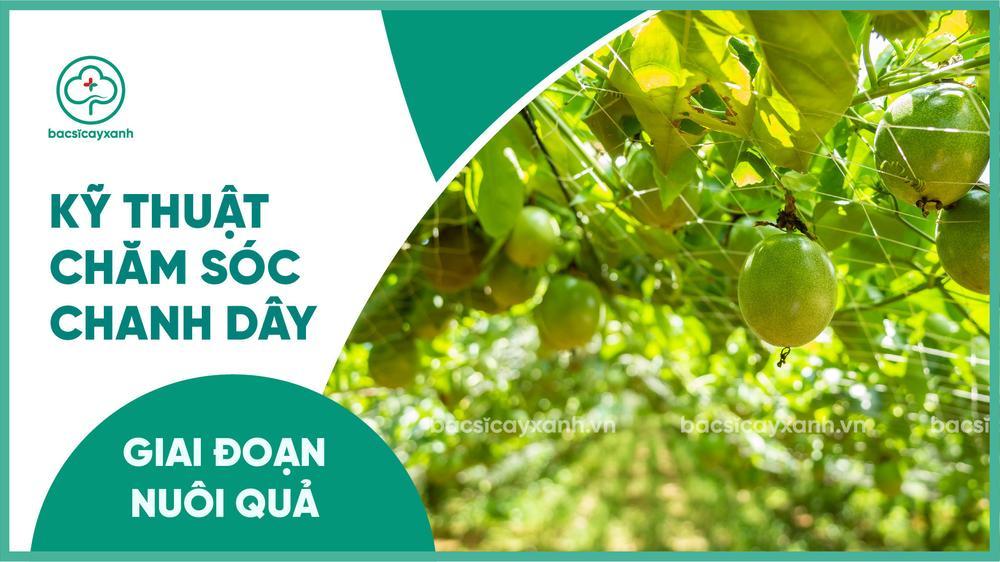 Kỹ thuật chăm sóc chanh dây giai đoạn nuôi quả