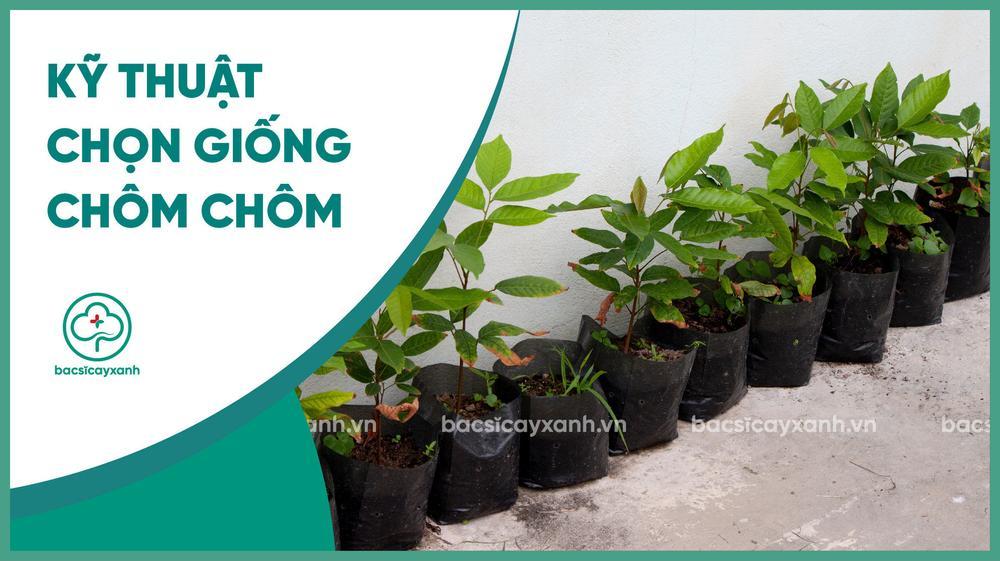 Hướng dẫn cách chọn giống chôm chôm