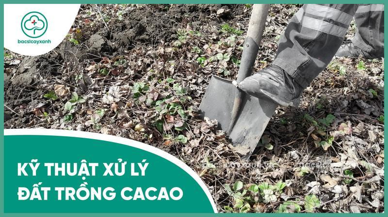 Hướng dẫn chi tiết cách làm đất trồng cacao ít sâu bệnh hại