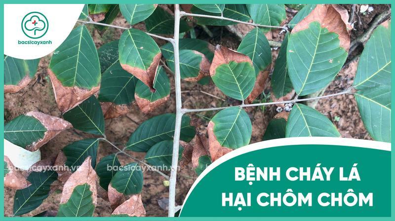 Hướng dẫn xử lý bệnh cháy lá chôm chôm