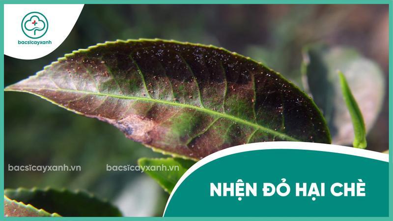 Phòng trừ nhện đỏ hại chè hiệu quả bằng biện pháp sinh học