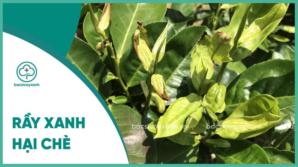 Phòng trừ rầy xanh hại chè hiệu quả bằng biện pháp sinh học