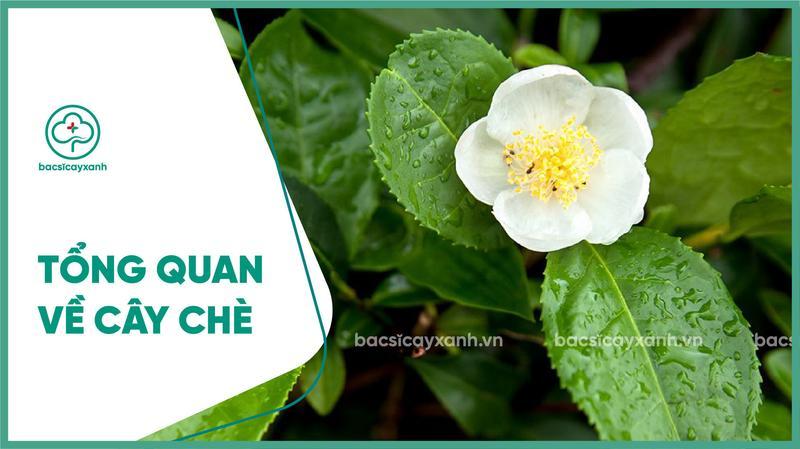 Tổng quan về cây chè và hiệu quả kinh tế