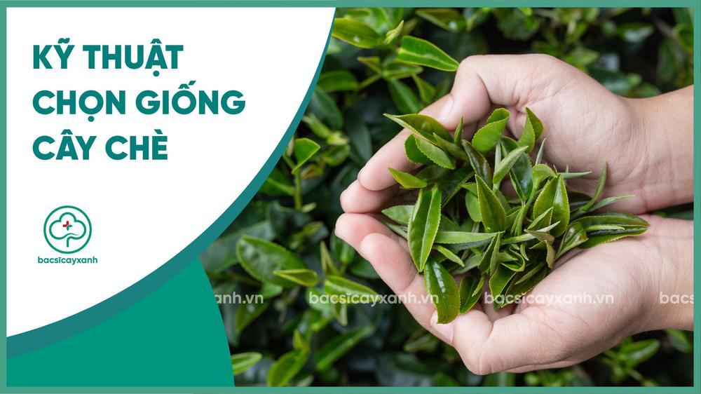 Kỹ thuật chọn giống chè năng suất cao nhất hiện nay