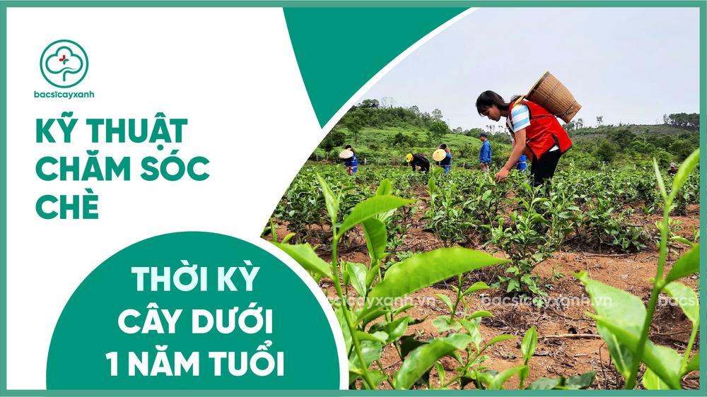 Kỹ thuật chăm sóc cây chè dưới 1 năm tuổi