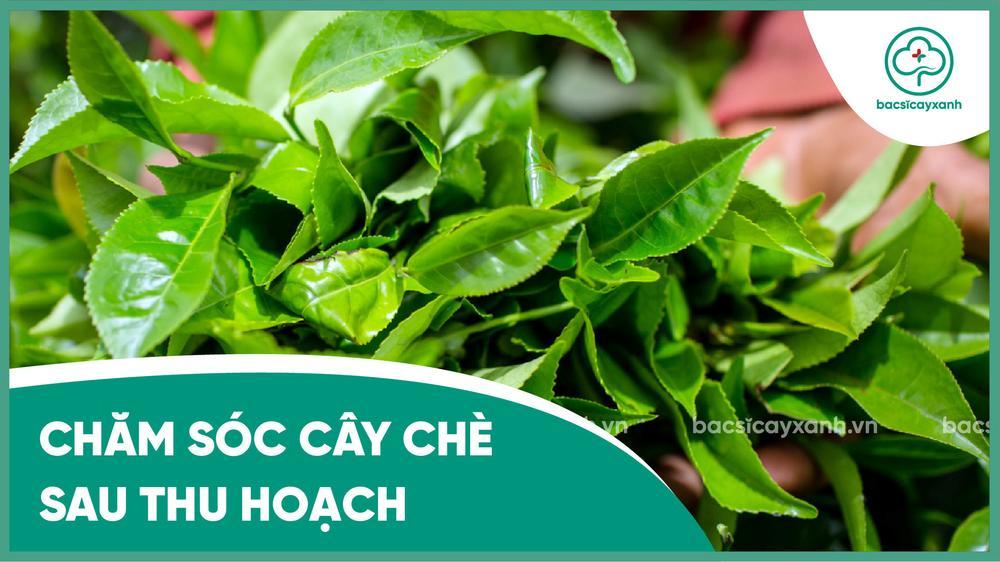 Kỹ thuật thu hoạch cây chè