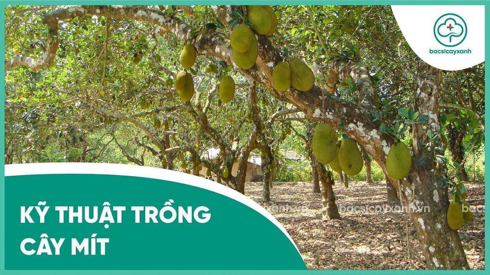 Hướng dẫn kỹ thuật trồng mít siêu sớm cho năng suất cao