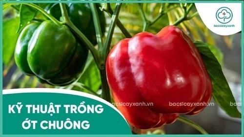Cách trồng ớt chuông và thời vụ trồng cho hiệu quả kinh tế cao