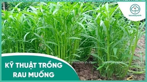 Cách trồng rau muống hiệu quả thu hoạch nhiều đợt